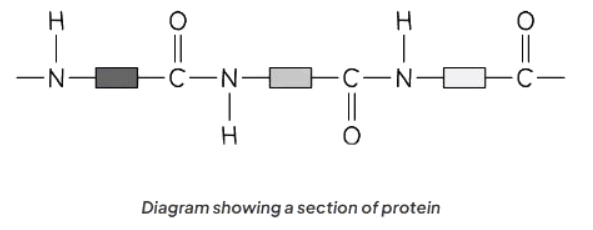 Proteins - Chemistry for Grade 11 (IGCSE) PDF Download