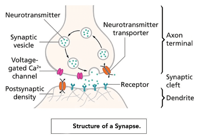 The Synapse - Biology for GCSE/IGCSE - Year 11 PDF Download