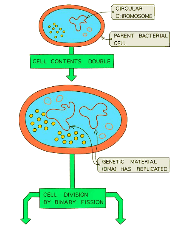 Asexual Reproduction - Biology for GCSE/IGCSE - Year 11 PDF Download