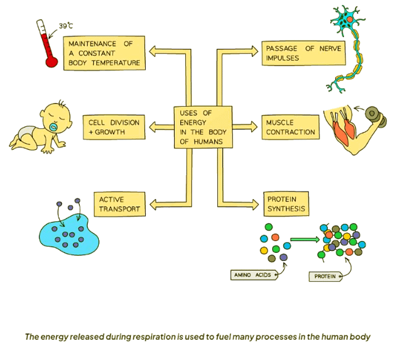 Respiration in Cells - Biology for GCSE/IGCSE - Year 11 PDF Download