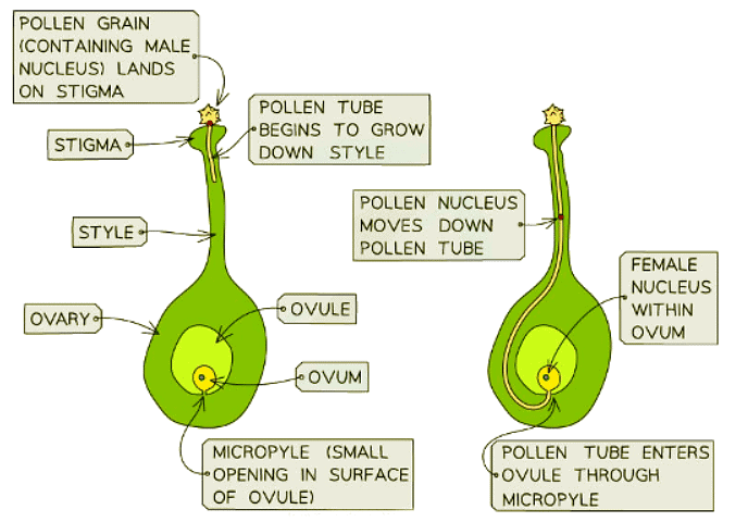 Sexual Reproduction in Plants - Biology for GCSE/IGCSE - Year 11 PDF ...