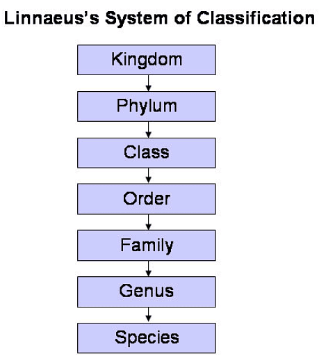 Kingdoms and Classification - Year 7 PDF Download