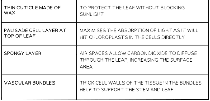 Leaf Structure - Biology for GCSE/IGCSE - Year 11 PDF Download