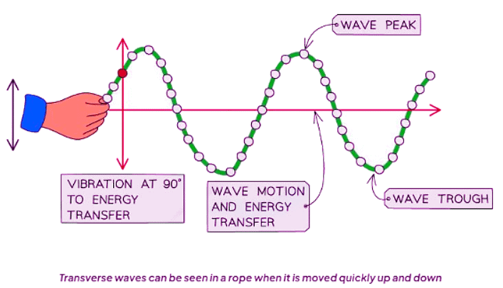 Transverse and Longitudinal Waves - Physics for GCSE/IGCSE - Year 11 ...