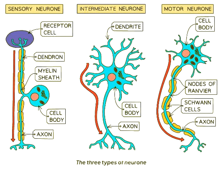 Types of Neurones - Biology for GCSE/IGCSE - Year 11 PDF Download