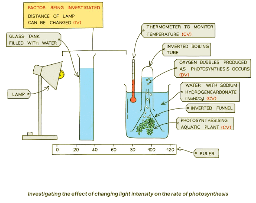 Investigating the Rate of Photosynthesis - Biology for GCSE/IGCSE ...