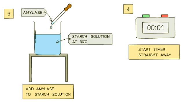 Enzyme Investigations - Biology for GCSE/IGCSE - Year 11 PDF Download