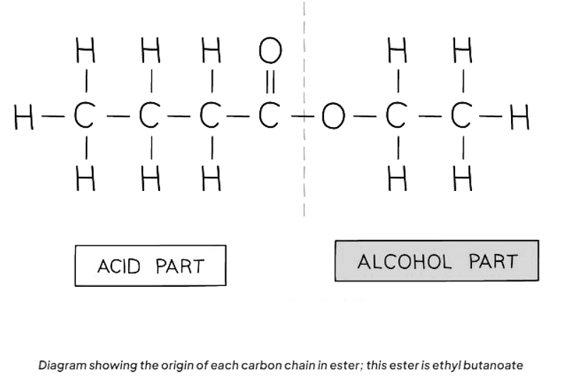 Ethanoic Acids and Esterification Reactions - Chemistry for Grade 11 ...