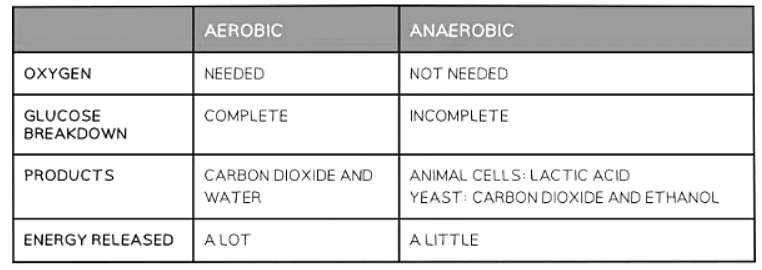 Anaerobic Respiration - Biology for GCSE/IGCSE - Year 11 PDF Download