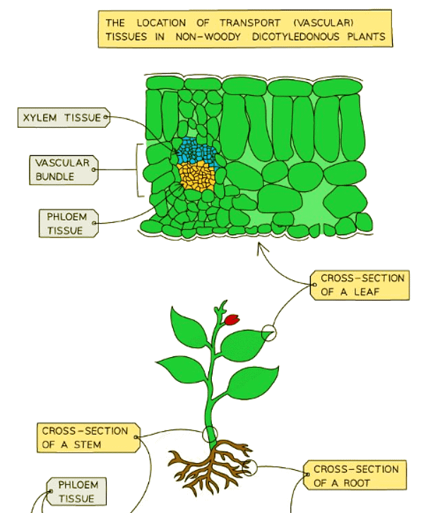 Xylem and phloem - Biology for GCSE/IGCSE - Year 11 PDF Download