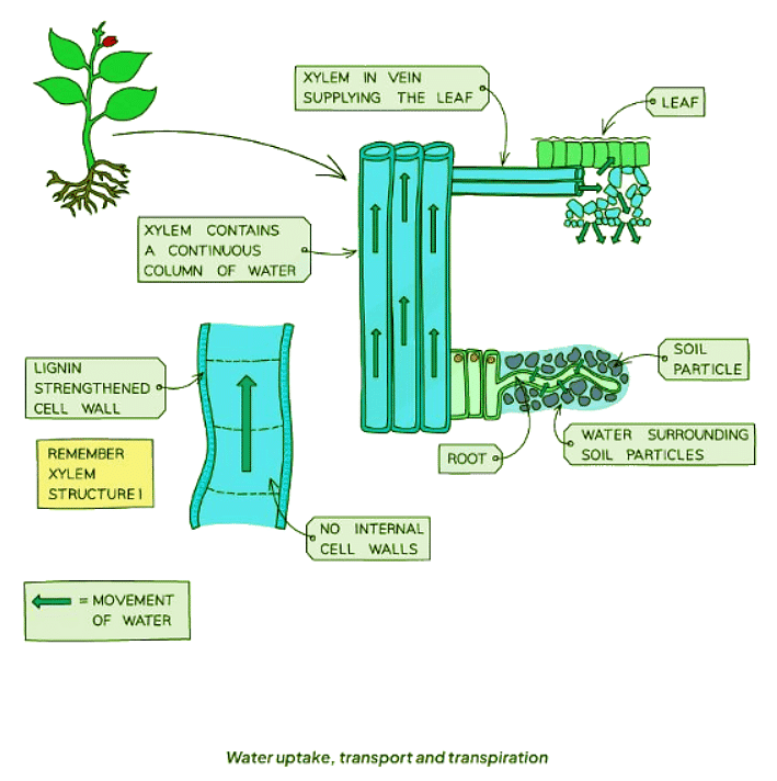Transpiration - Biology for GCSE/IGCSE - Year 11 PDF Download