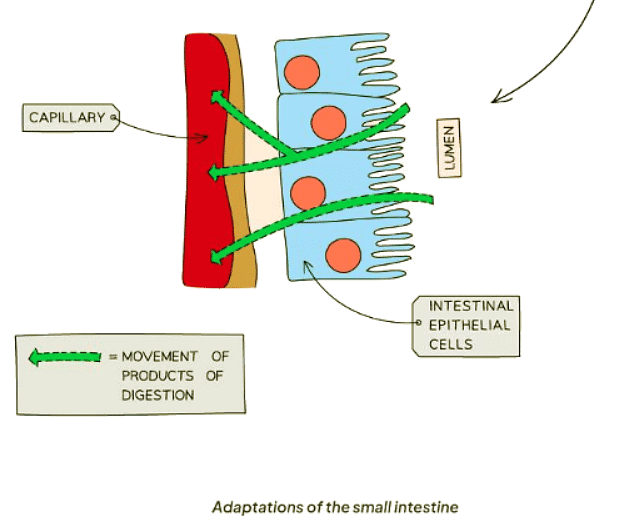 Adaptations of the Small Intestine - Biology for GCSE/IGCSE - Year 11 ...