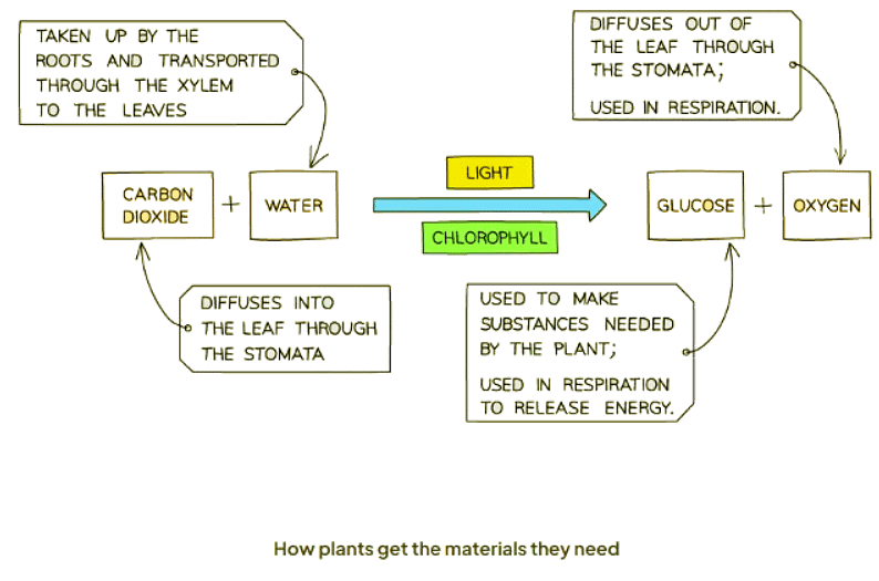 Photosynthesis - Biology for GCSE/IGCSE - Year 11 PDF Download