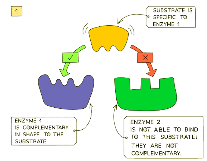 Enzyme Action and Specificity - Biology for GCSE/IGCSE - Year 11 PDF Download