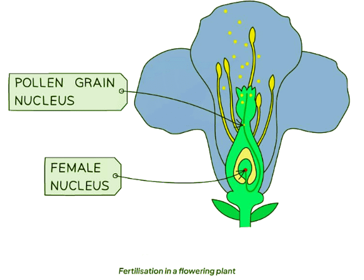 Sexual Reproduction in Plants - Biology for GCSE/IGCSE - Year 11 PDF ...