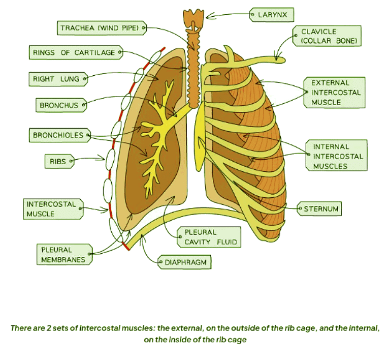 Identifying Intercostal Muscles - Biology for GCSE/IGCSE - Year 11 PDF ...
