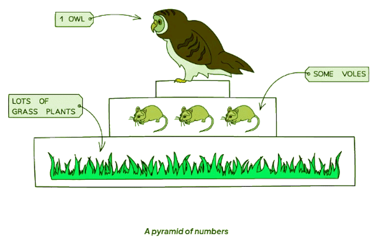 Pyramids of Number and Biomass - Biology for GCSE/IGCSE - Year 11 PDF ...