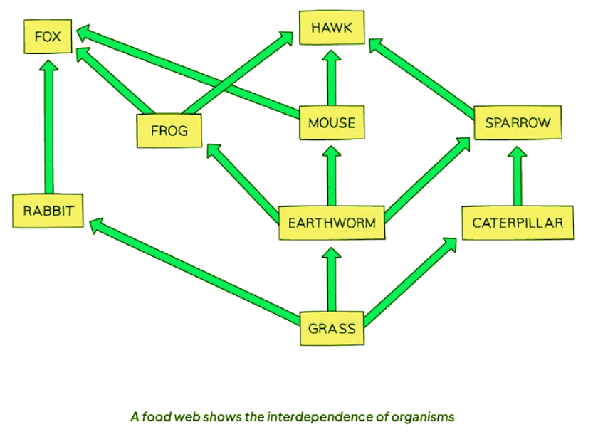Food Chains and Food Webs - Biology for GCSE/IGCSE - Year 11 PDF Download