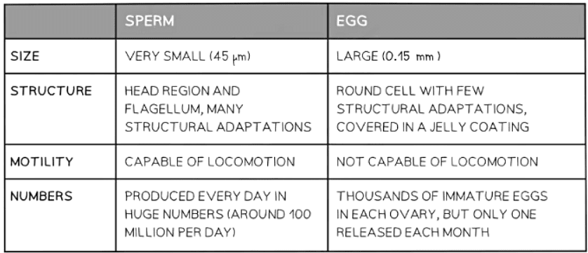 Sexual Reproduction in Humans - Biology for GCSE/IGCSE - Year 11 PDF ...