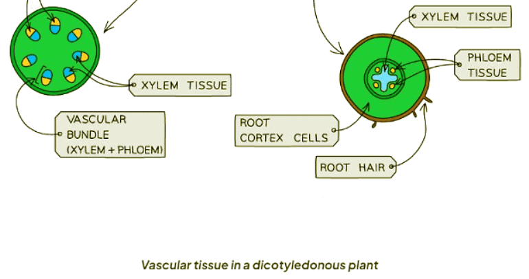 Xylem and phloem - Biology for GCSE/IGCSE - Year 11 PDF Download