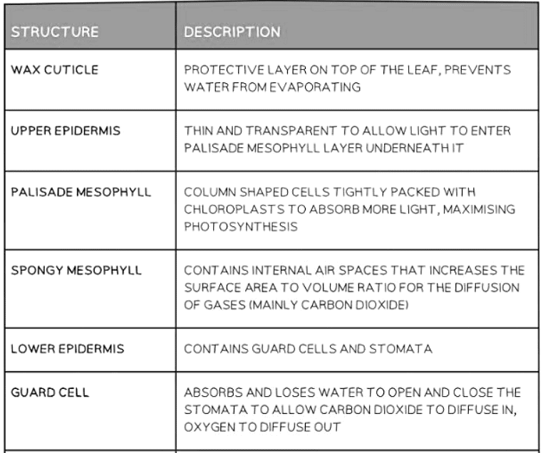 Leaf Structure - Biology for GCSE/IGCSE - Year 11 PDF Download