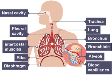 The process of Breathing - Year 7 PDF Download