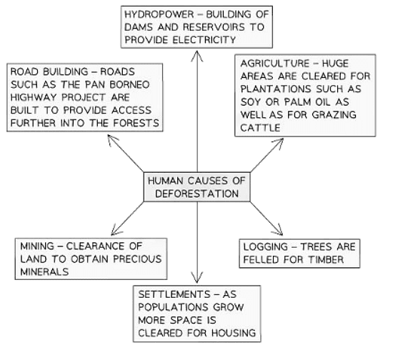 Deforestation of Tropical Rainforest - Geography for GCSE/IGCSE - Year ...