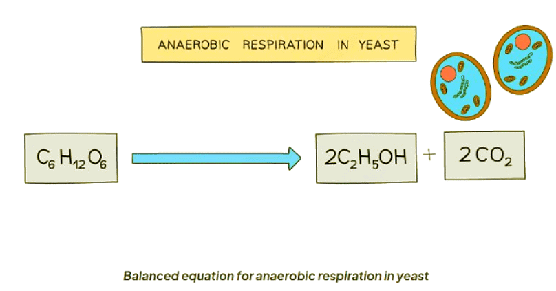 Anaerobic Respiration - Biology for GCSE/IGCSE - Year 11 PDF Download