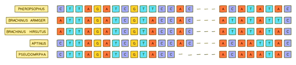 Concept and Uses of Classification Systems - 2 - Biology for GCSE/IGCSE ...