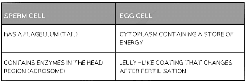 Sexual Reproduction in Humans - Biology for GCSE/IGCSE - Year 11 PDF ...