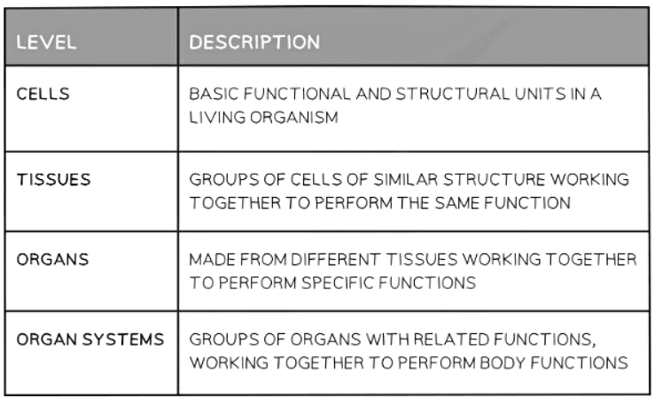 Organisation of Cells - Biology for GCSE/IGCSE - Year 11 PDF Download