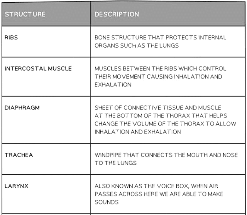 The Breathing System - Biology for GCSE/IGCSE - Year 11 PDF Download