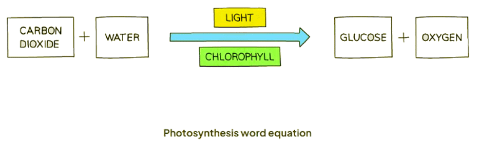 Photosynthesis - Biology for GCSE/IGCSE - Year 11 PDF Download