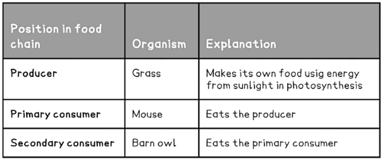Food Chains and Food Webs - Biology for GCSE/IGCSE - Year 11 PDF Download
