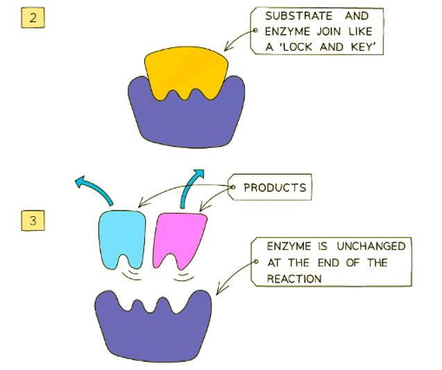 Enzyme Action and Specificity - Biology for GCSE/IGCSE - Year 11 PDF ...
