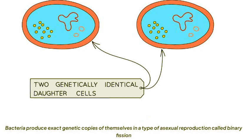 Asexual Reproduction - Biology for GCSE/IGCSE - Year 11 PDF Download