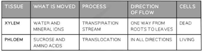 Translocation - Biology for GCSE/IGCSE - Year 11 PDF Download