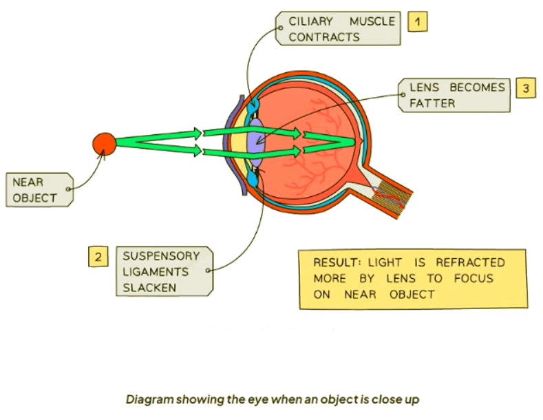 The Eye - Biology for GCSE/IGCSE - Year 11 PDF Download
