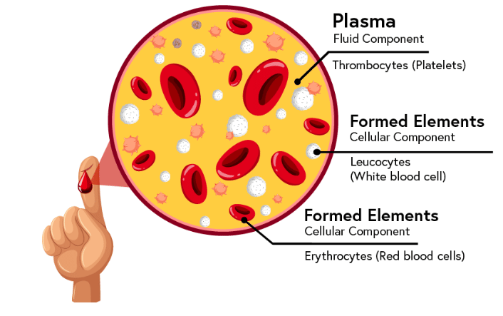 Components of the Blood - Year 7 PDF Download