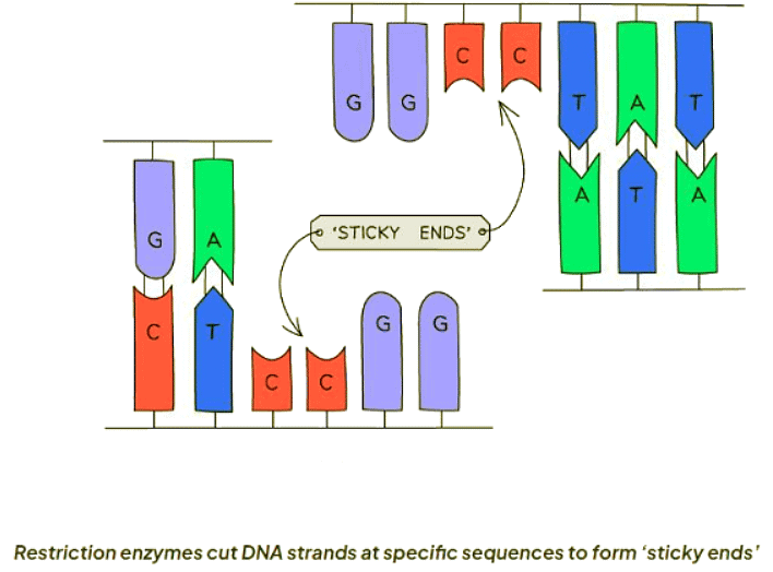 Genetic Modification - Biology for GCSE/IGCSE - Year 11 PDF Download
