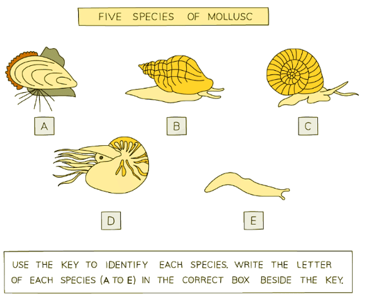 Concept and Uses of Classification Systems - 1 - Biology for GCSE/IGCSE ...