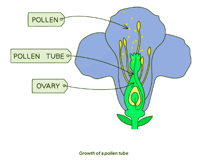 Sexual Reproduction in Plants - Biology for GCSE/IGCSE - Year 11 PDF ...