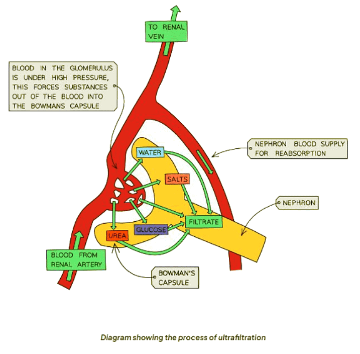The Kidney - Biology for GCSE/IGCSE - Year 11 PDF Download