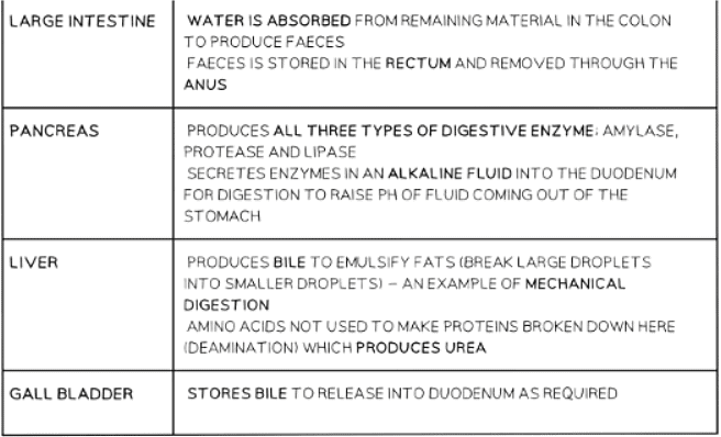 Digestive System - Biology for GCSE/IGCSE - Year 11 PDF Download