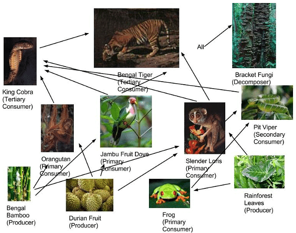 Deforestation of Tropical Rainforest - Geography for GCSE/IGCSE - Year ...