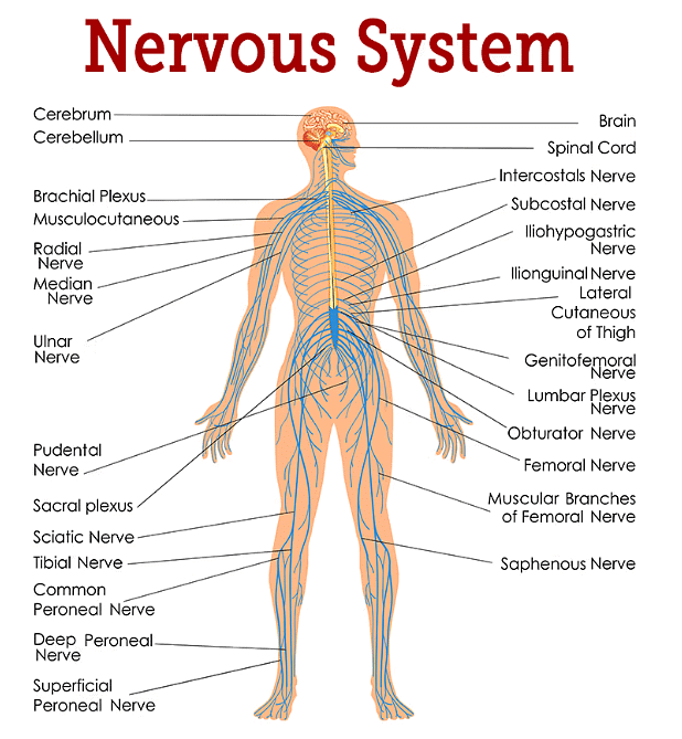Mammalian Nervous System - Biology for GCSE/IGCSE - Year 11 PDF Download