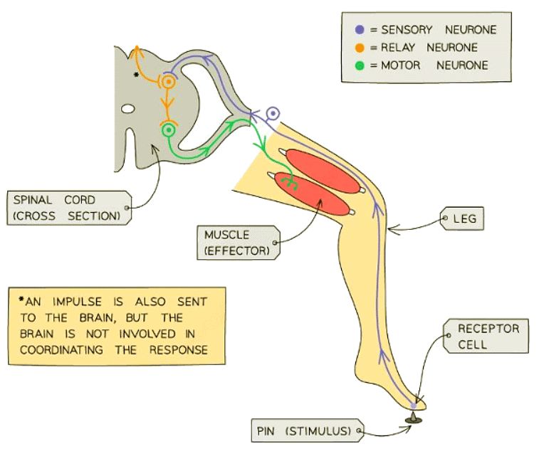 The Reflex Arc - Biology for GCSE/IGCSE - Year 11 PDF Download