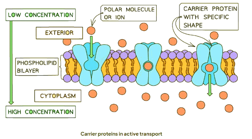 Proteins and Active Transport - Biology for GCSE/IGCSE - Year 11 PDF ...