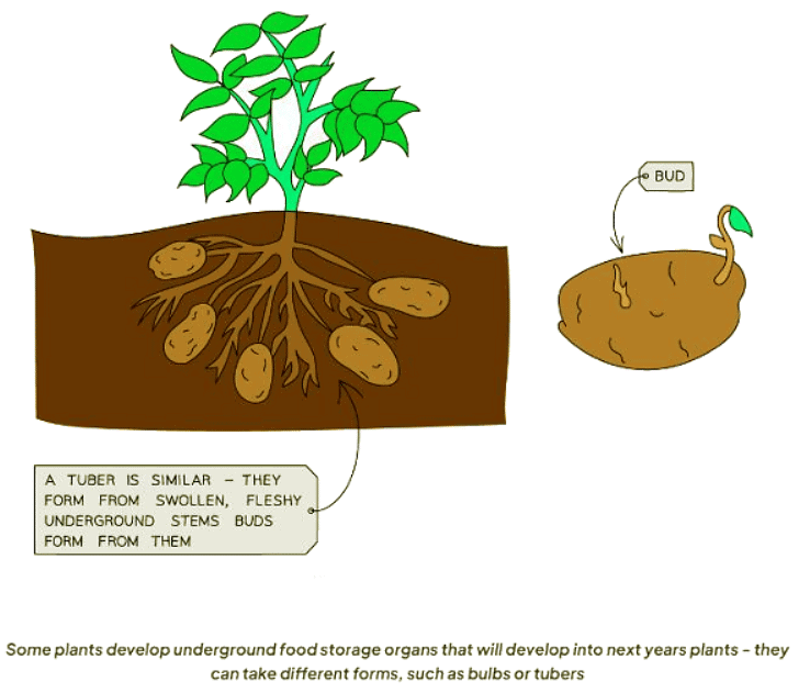 Asexual Reproduction - Biology for GCSE/IGCSE - Year 11 PDF Download