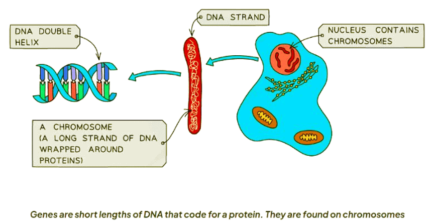 Chromosomes, Genes and Proteins - Biology for GCSE/IGCSE - Year 11 PDF ...
